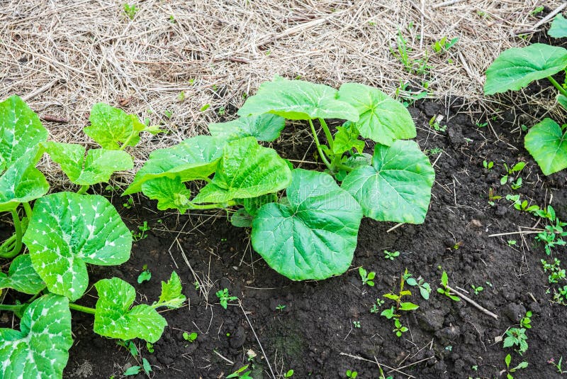 Squash Plant Growth in the Garden Stock Image - Image of zucchini ...