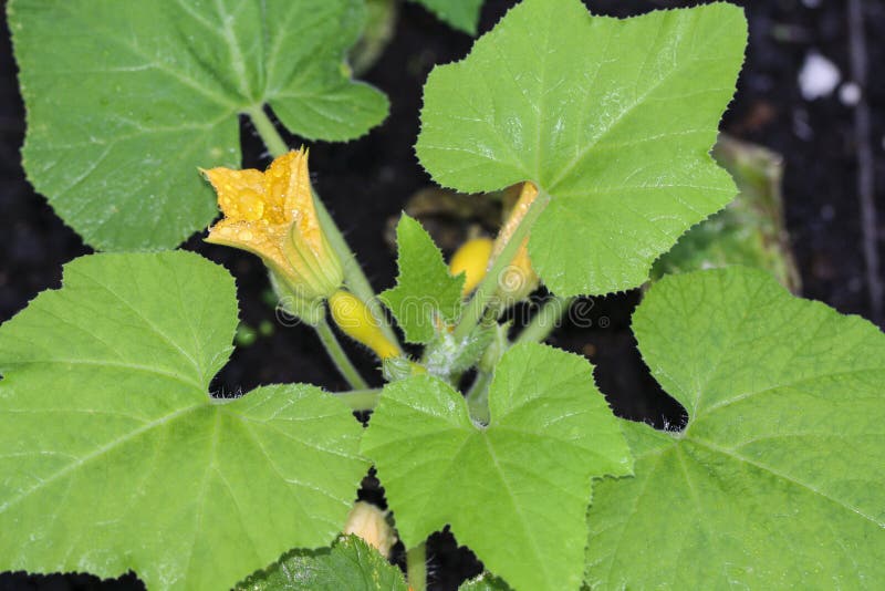 Squash Plant stock image. Image of green, yellow, food - 79243099