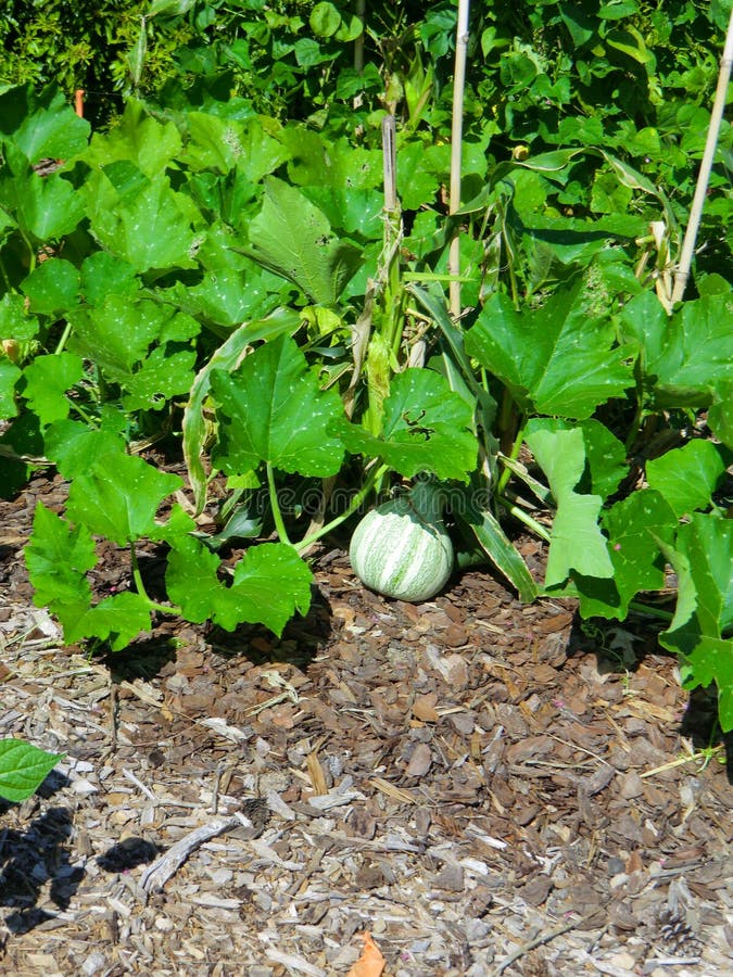 Squash plant with squash. stock photo. Image of plant - 91429662