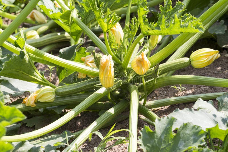 Squash Plant in the Vegetable Garden Stock Photo - Image of farming ...