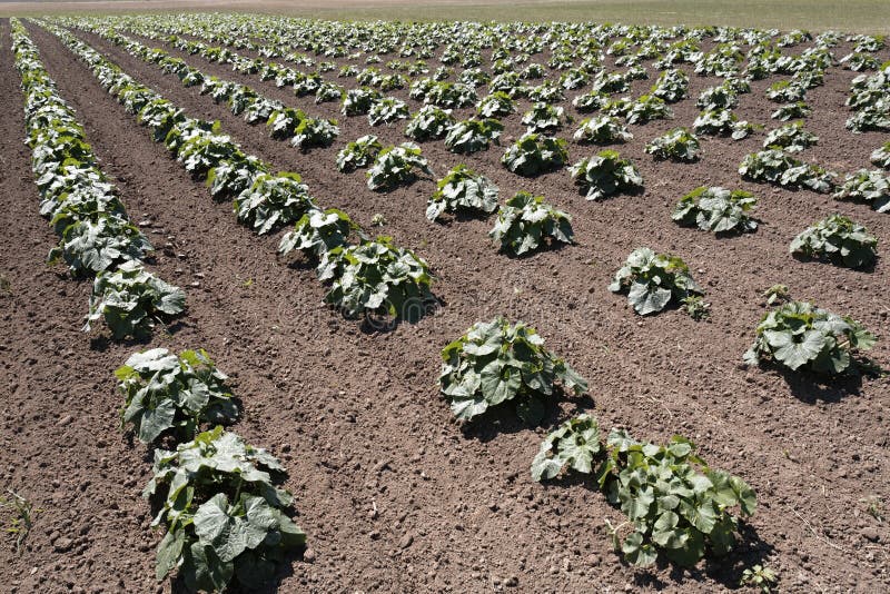 Squash Plants in a Farm Field Stock Photo - Image of background, summer ...