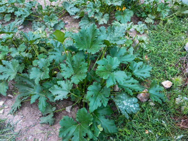 Squash plants in the field stock image. Image of healthy - 228470513