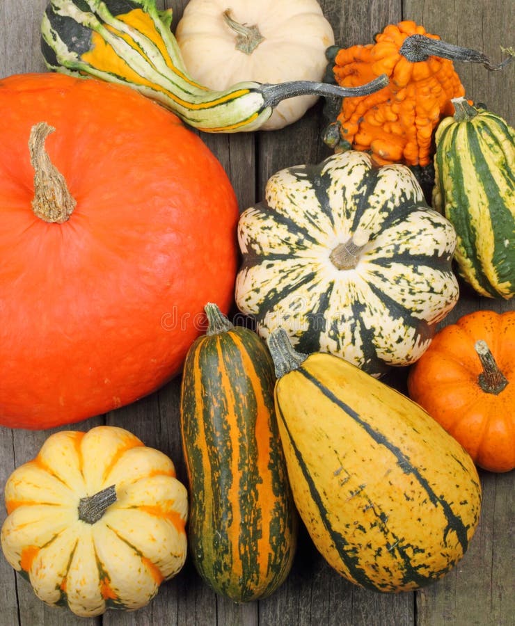 Squash and Pumpkins stock photo. Image of vegetable, pumpkin - 25748050