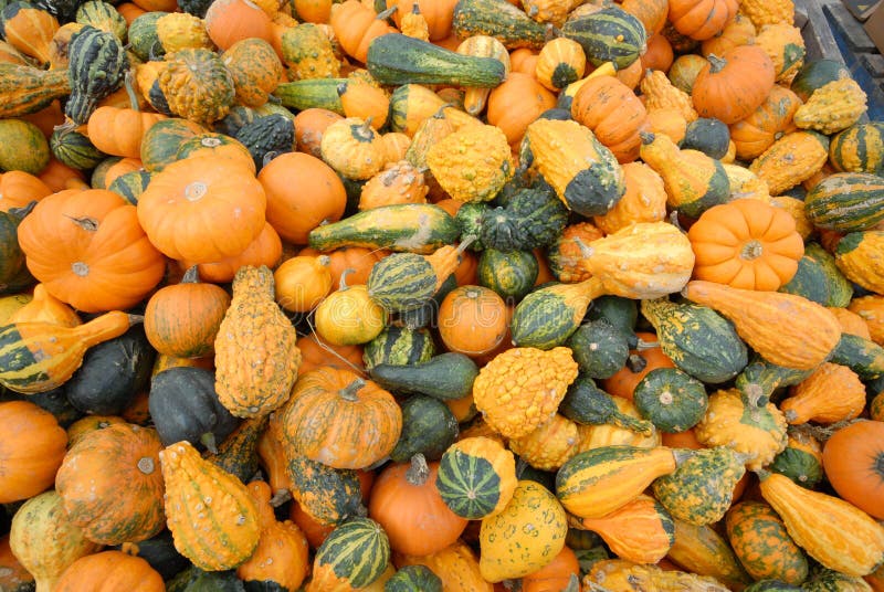Squash and pumpkins stock image. Image of fall, outdoor - 27051439