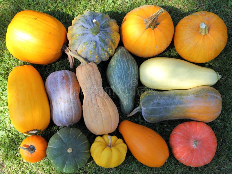 Squash and pumpkins stock image. Image of variety, species - 98867341