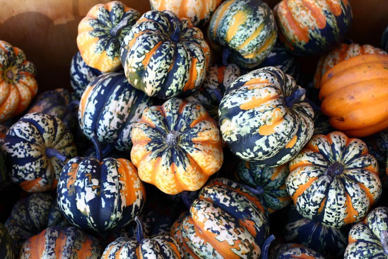 Squash stock image. Image of orange, cuisine, america - 60770705