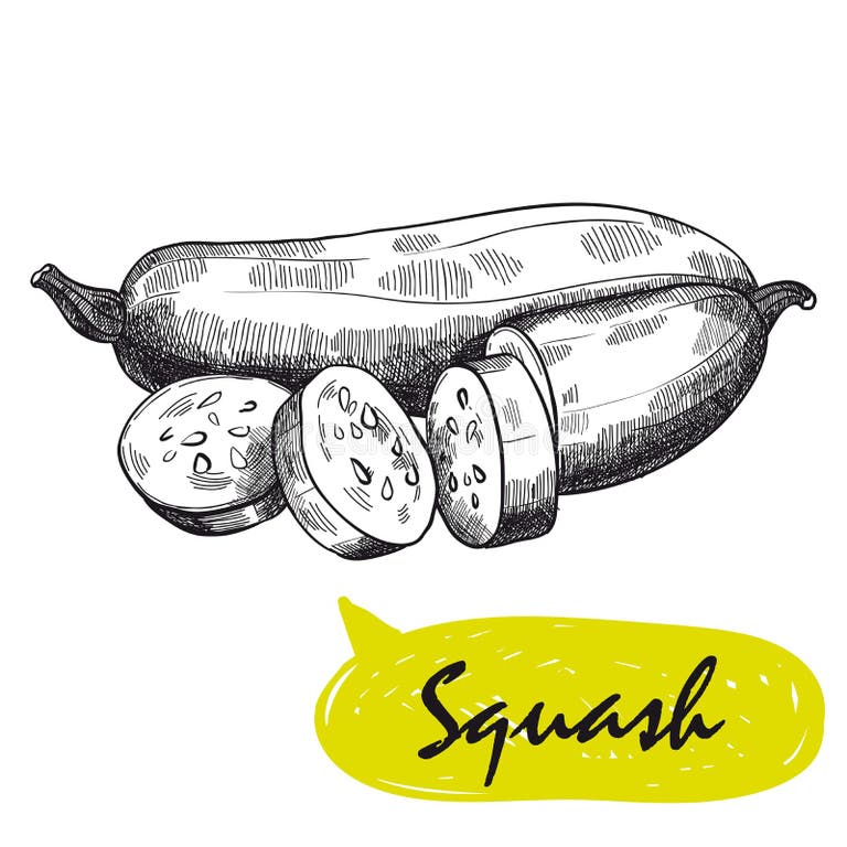 Squash Sketch Stock Illustrations – 6,248 Squash Sketch Stock ...