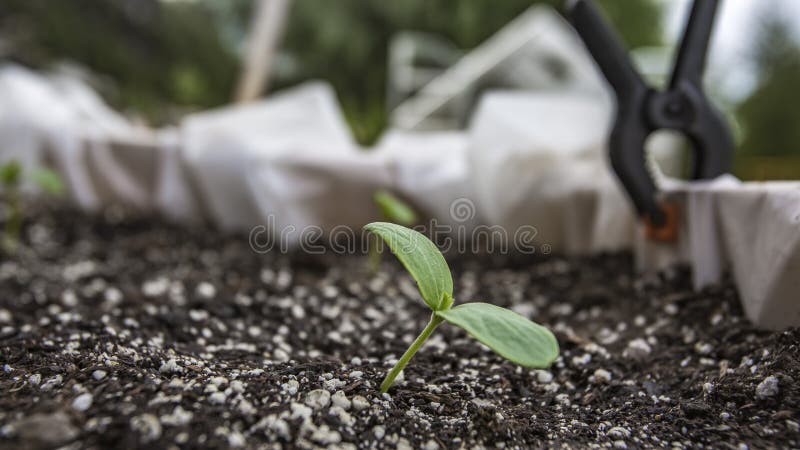 Squash sprout in some soil stock photo. Image of nature - 93981926