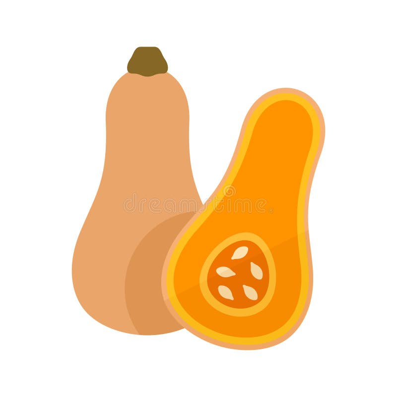 Squash Vector Illustration. Whole and Cut Vegetable on White Background ...
