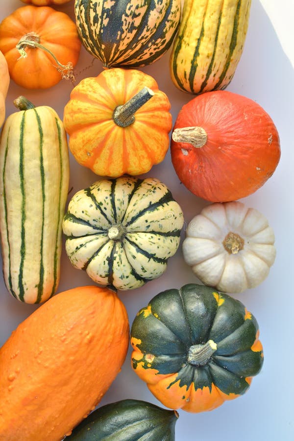Squash Vegetable Collection Stock Photo - Image of pumpkin, composition ...