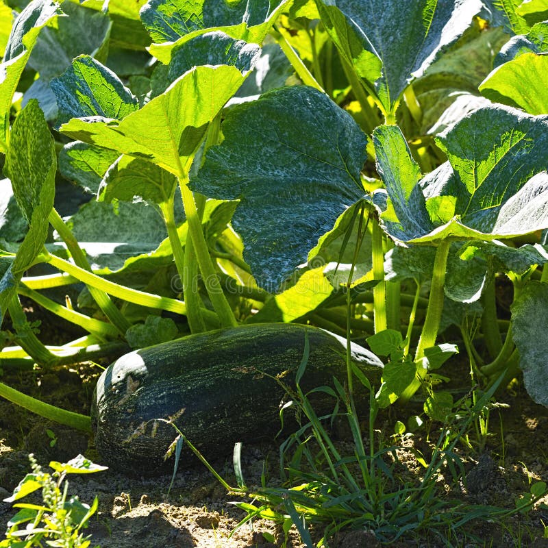 Squash in Vegetable Garden stock photo. Image of village - 98416688
