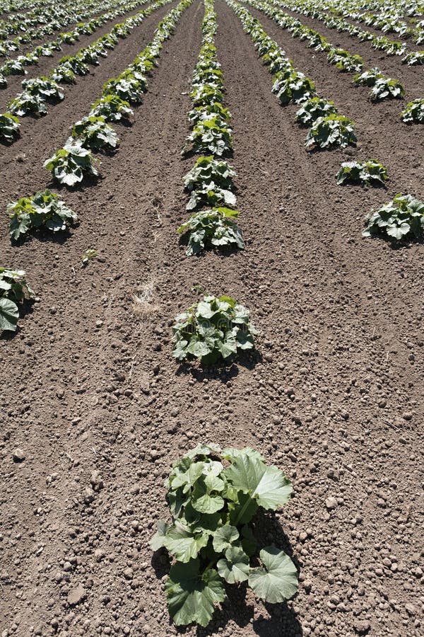 Squash Vegetable Plants in a Farm Field Stock Image - Image of farm ...