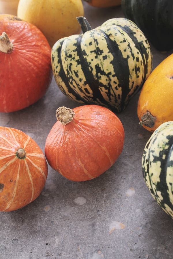 Squash vegetable selection stock image. Image of pumpkin - 61846231