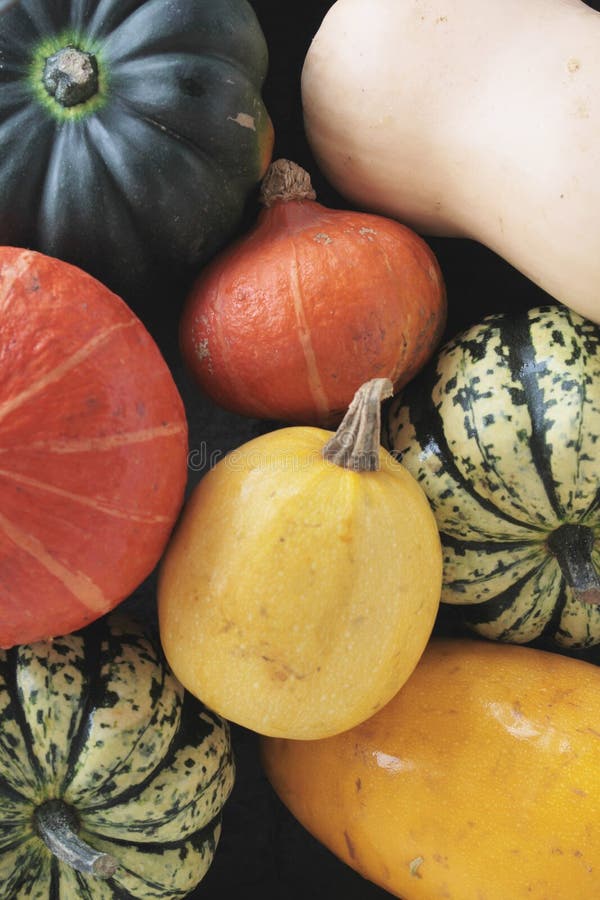 Squash vegetable selection stock image. Image of dinner - 61846377