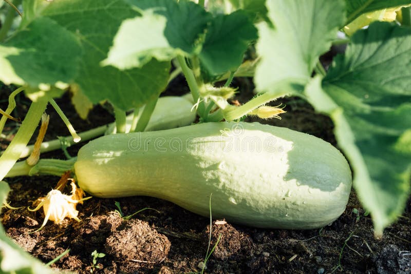 Squash Vert Clair De Courgettes De Moelle Osseuse /courgette Dans Le ...