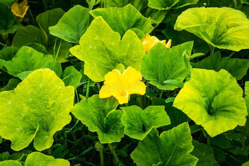 Squash Yellow Blossom in the Garden Stock Image - Image of field ...