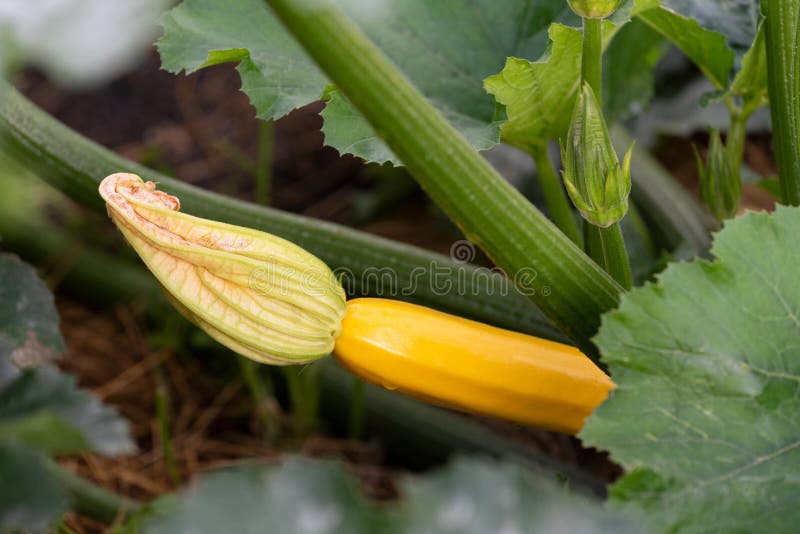 Squash Zucchini Yellow stock photo. Image of garden - 319442186