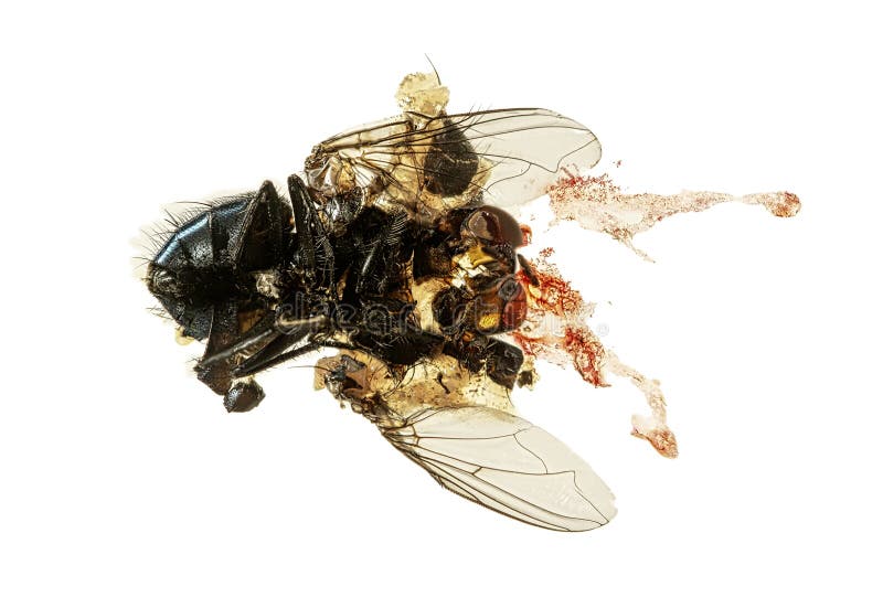 Squashed fly on white stock photo. Image of squashed - 300756030