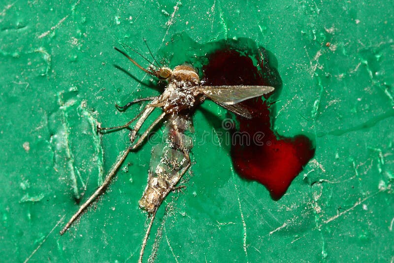 Squashed mosquit stock photo. Image of spread, crushed - 158747992
