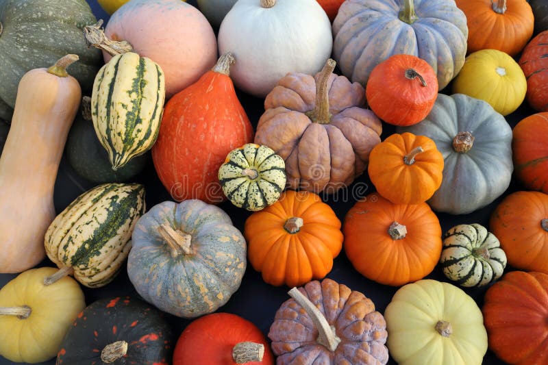 Squashes and pumpkins stock image. Image of courgettes - 288598853