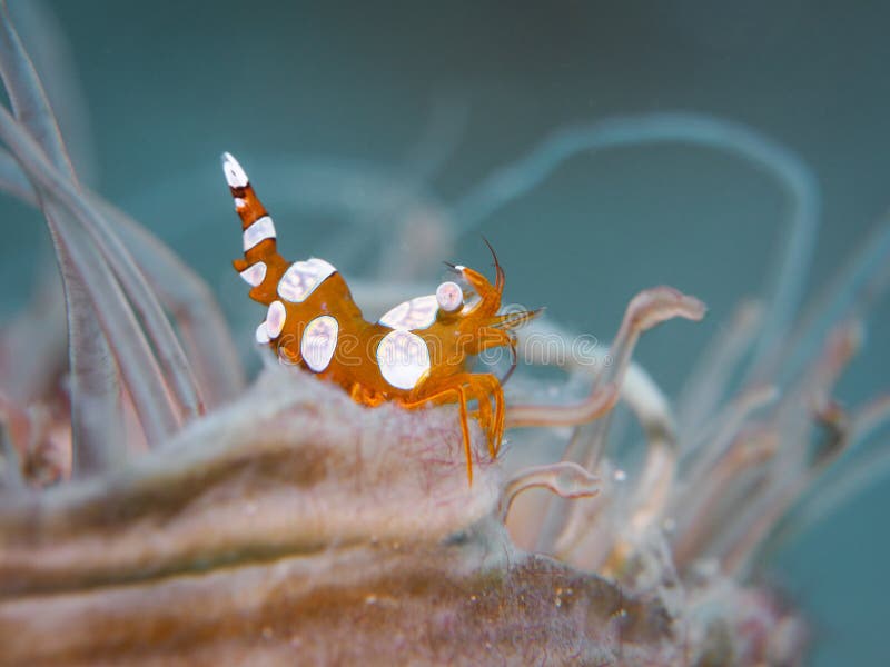 Squat shrimp at underwater stock image. Image of color - 99522271