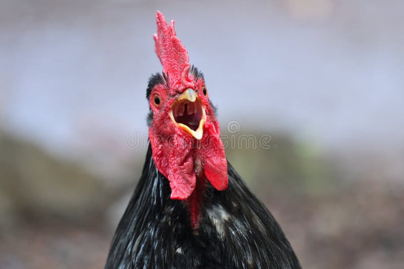 Squawking Chicken or Squeaky Toy are Shouting and Copy Space Pastel ...