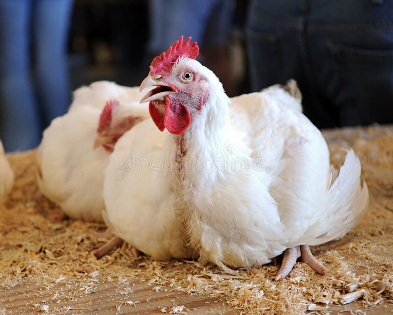 Squawking Show Chicken stock image. Image of waiting - 11001015