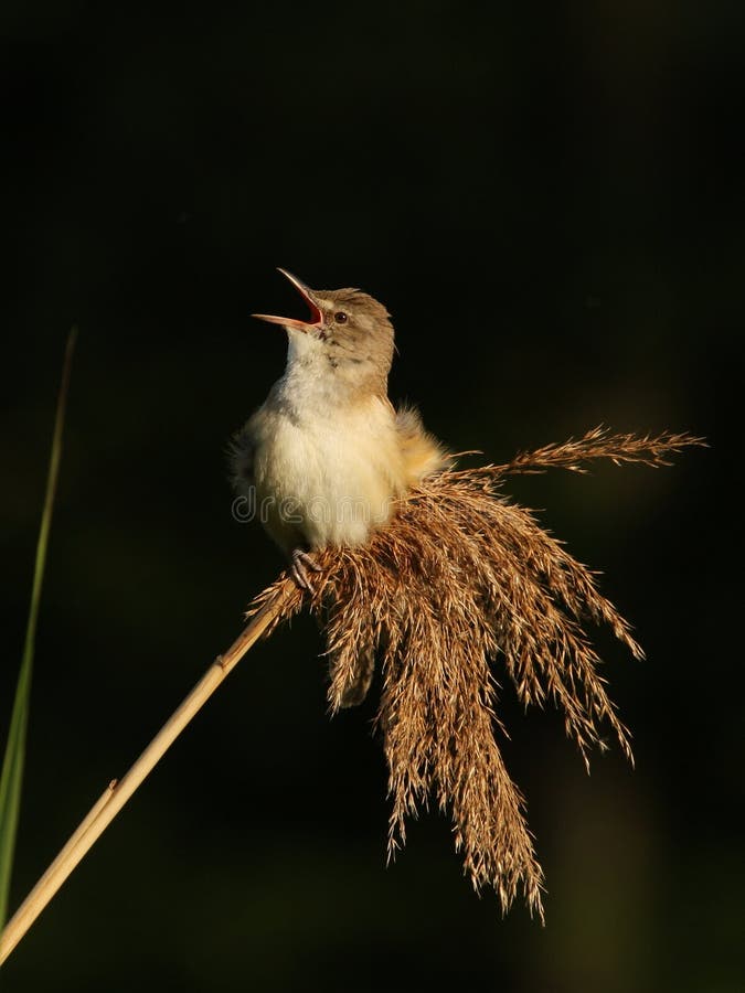 Squeaker Beautiful Bird, Wild Animals in Nature Stock Photo - Image of ...