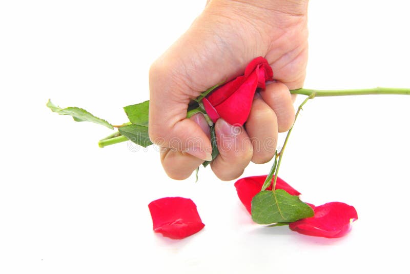 Handful the red rose stock image. Image of plant, bouquet - 109038967