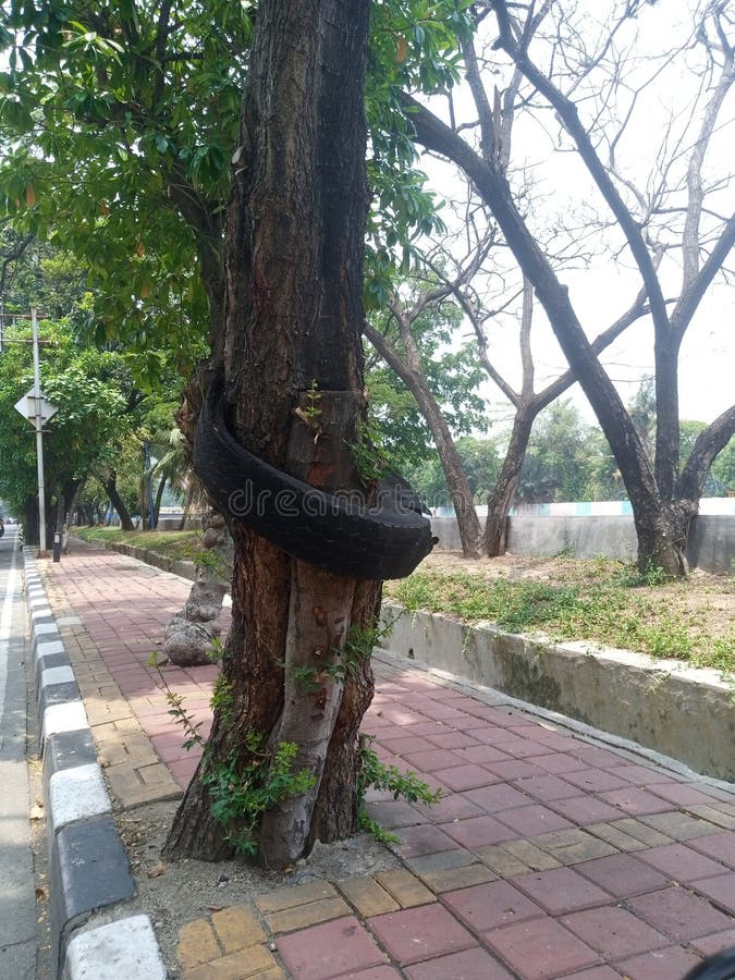 Car Tires Eaten by Tree Trunks Stock Image - Image of produce ...