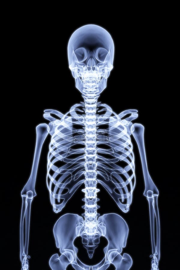 Illustration 3d Des Muscles De Multifidus Sur Le Squelette Illustration ...