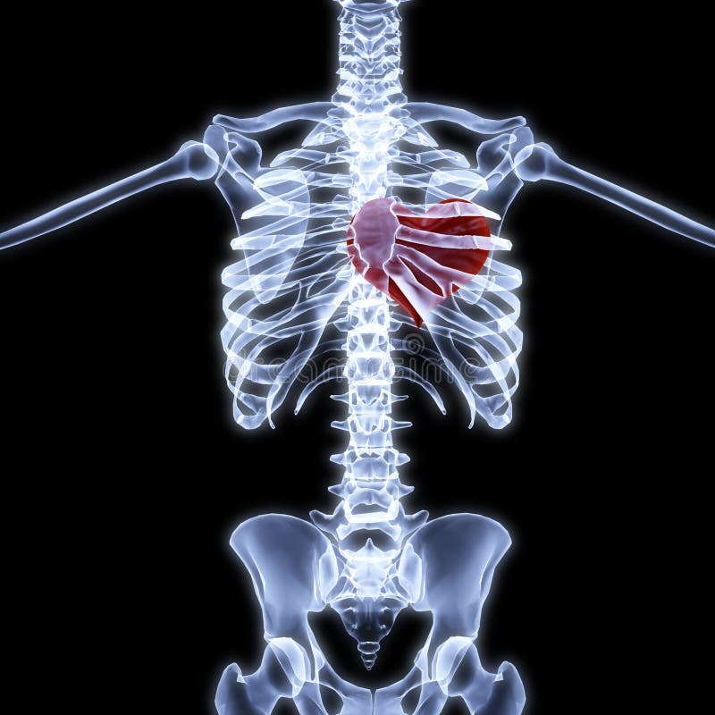 Rayon X Squelettique Du Coeur 2. De Valentine Illustration Stock ...