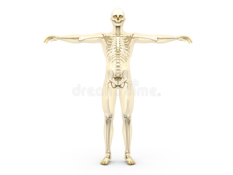 Diagramme De Squelette Et De Muscles. Illustration De Vecteur ...