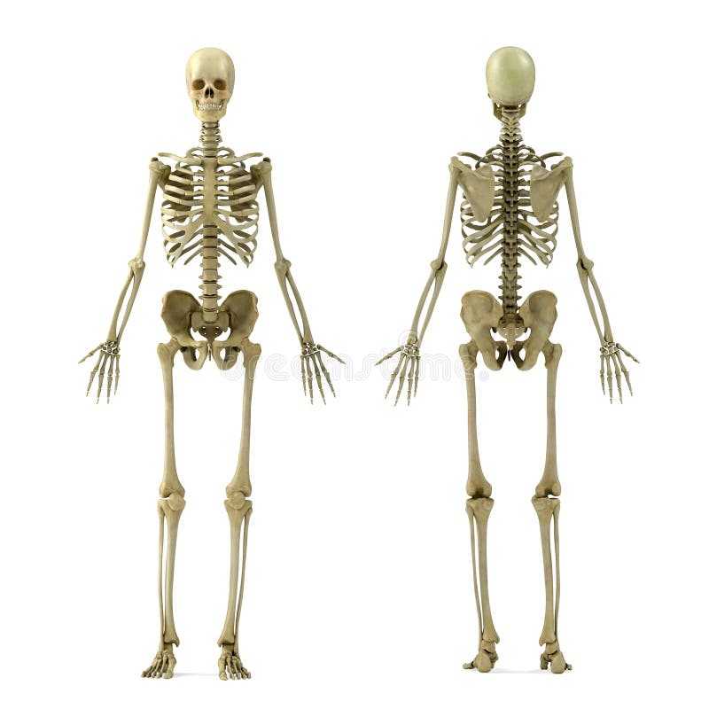 Squelette humain illustration de vecteur. Illustration du squelette ...