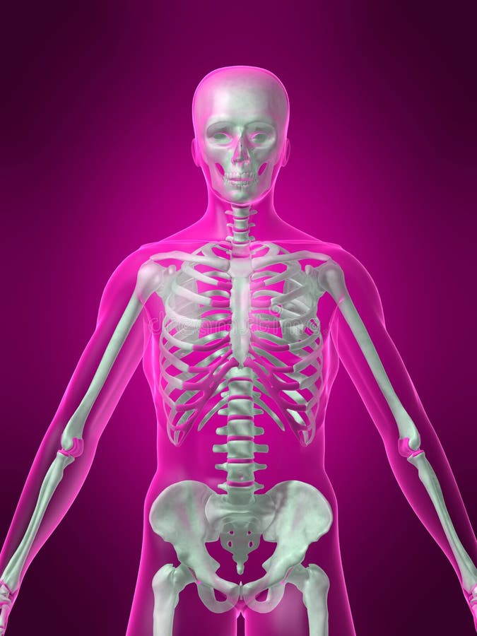 Squelette 3d illustration stock. Illustration du anatomique - 4832629