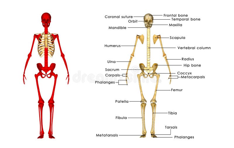Squelette illustration stock. Illustration du modèle - 46787869