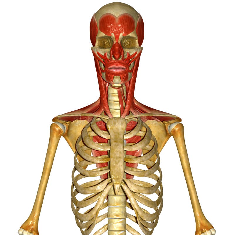 Squelette Avec Les Muscles Faciaux Illustration Stock - Illustration of ...