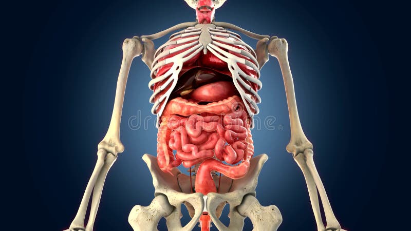 Squelette Avec Les Organes Internes Image stock - Image du fond, durée ...
