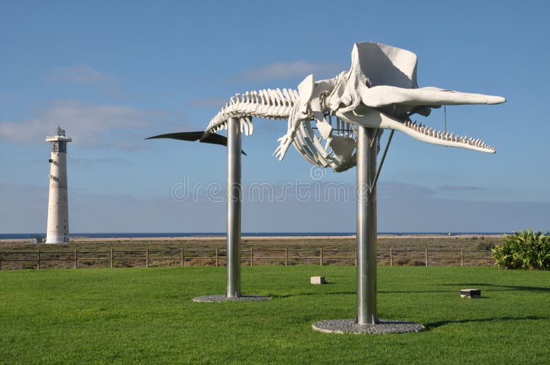 Squelette de baleine image stock. Image du marin, baleine - 73785383