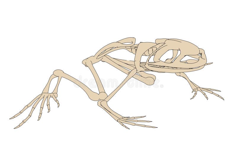 Squelette de crapaud illustration stock. Illustration du mort - 81900633