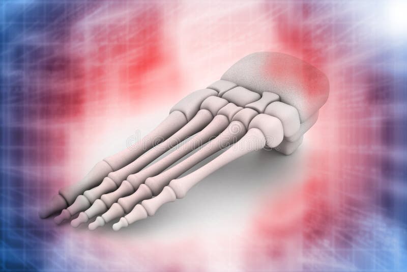 Anatomie De Squelette De Pied Illustration Stock - Illustration du ...