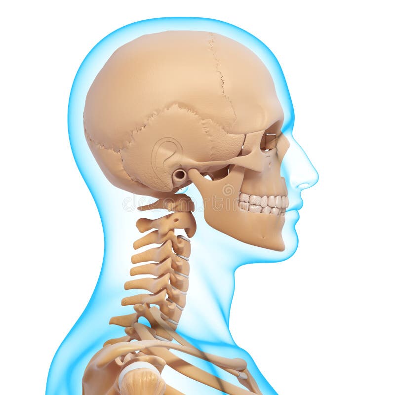 Squelette de tête humaine illustration stock. Illustration du coronaire ...