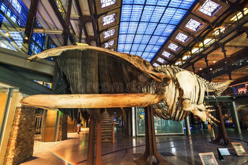 Baleine Squelettique Saline De Fuerteventura Photo stock - Image du ...