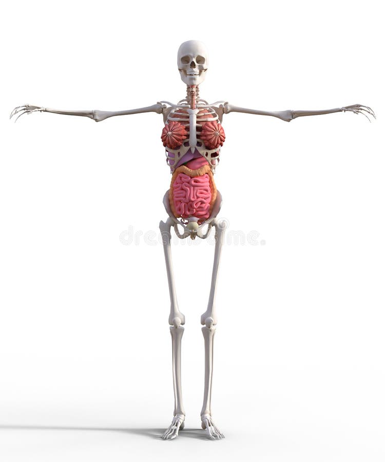 Squelette femelle image stock. Image du organes, anatomique - 60913137