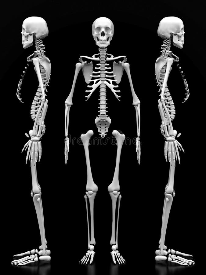 Squelette Humain Pièces Corporelles Os Crâne Mains Anatomie De La ...