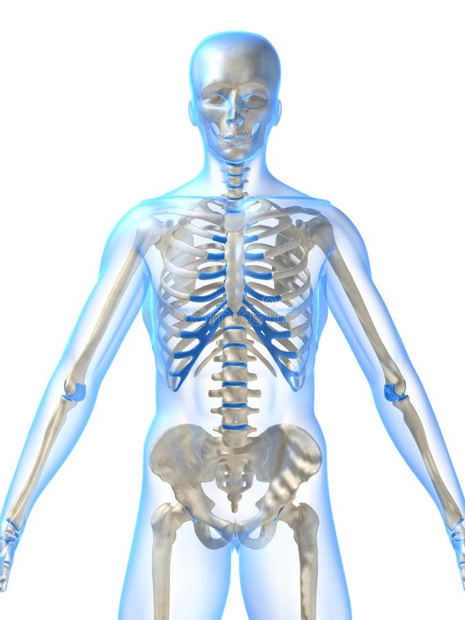 Squelette humain illustration stock. Illustration du arthrite - 2512515