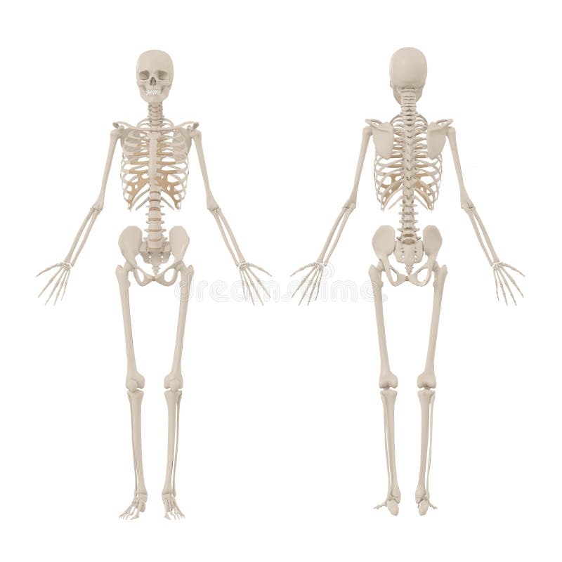 Squelette Humain - Avant Et Dos Illustration Stock - Illustration du ...