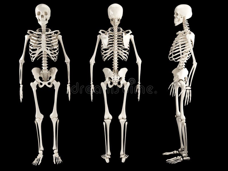 Squelette Humain - Avant Et Dos Illustration de Vecteur - Illustration ...