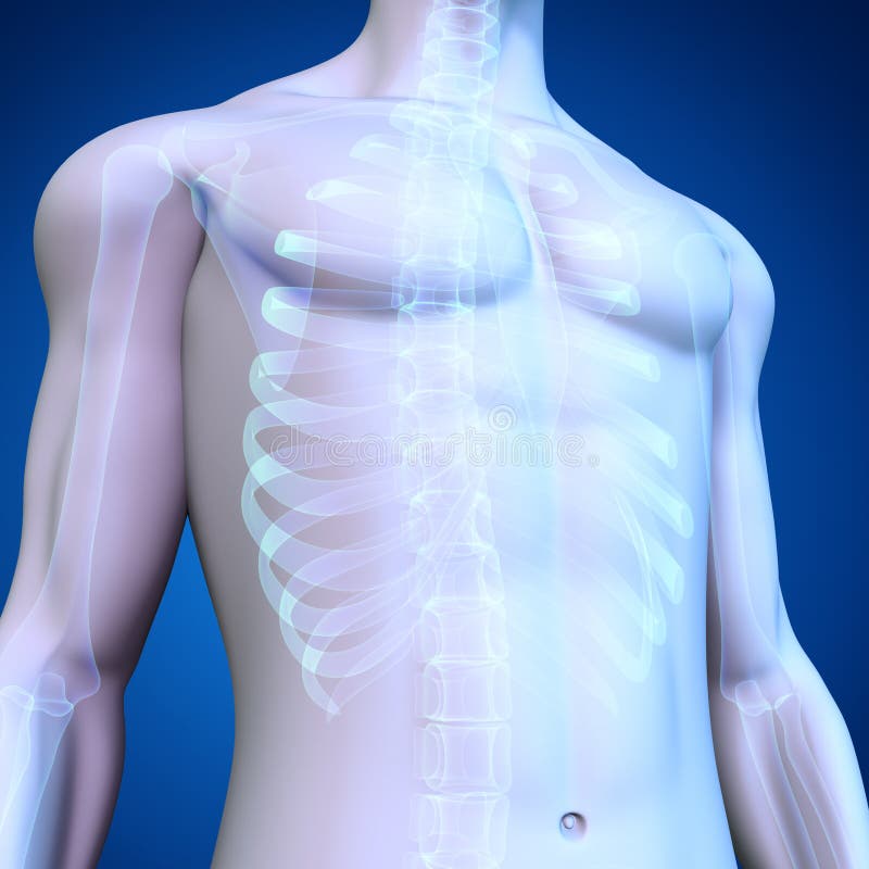 Squelette humain illustration stock. Illustration of crâne - 56141343