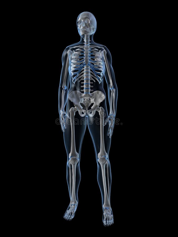 3d a Rendu L'illustration D'un Squelette Humain Illustration Stock ...